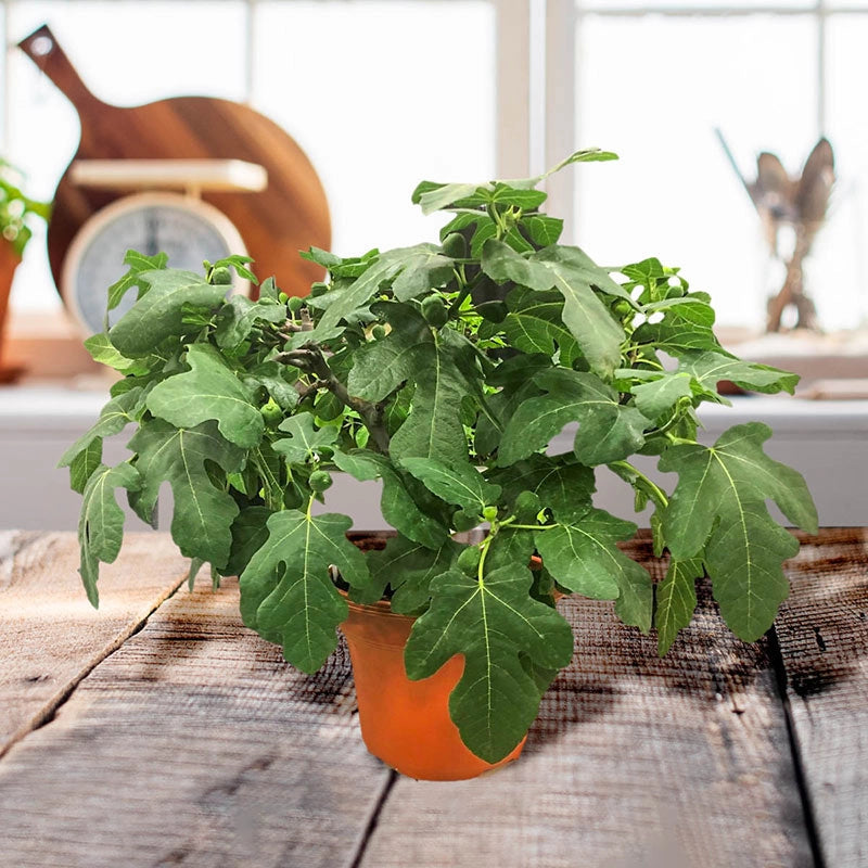 Fignomenal Fig Tree - Dwarf Fruit Trees | Spring Hill – Spring Hill Nursery