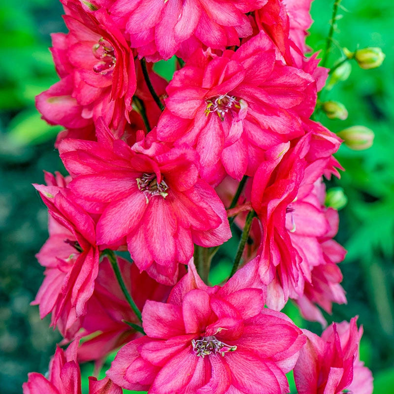 Red Lark Delphinium - Shop Delphinium | Spring Hill – Spring Hill Nursery