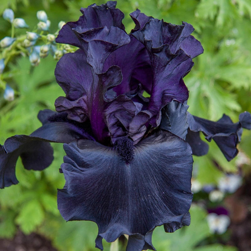 Black is Black Bearded Iris - Shop Irises | Spring Hill Nurseries – Spring Hill Nursery