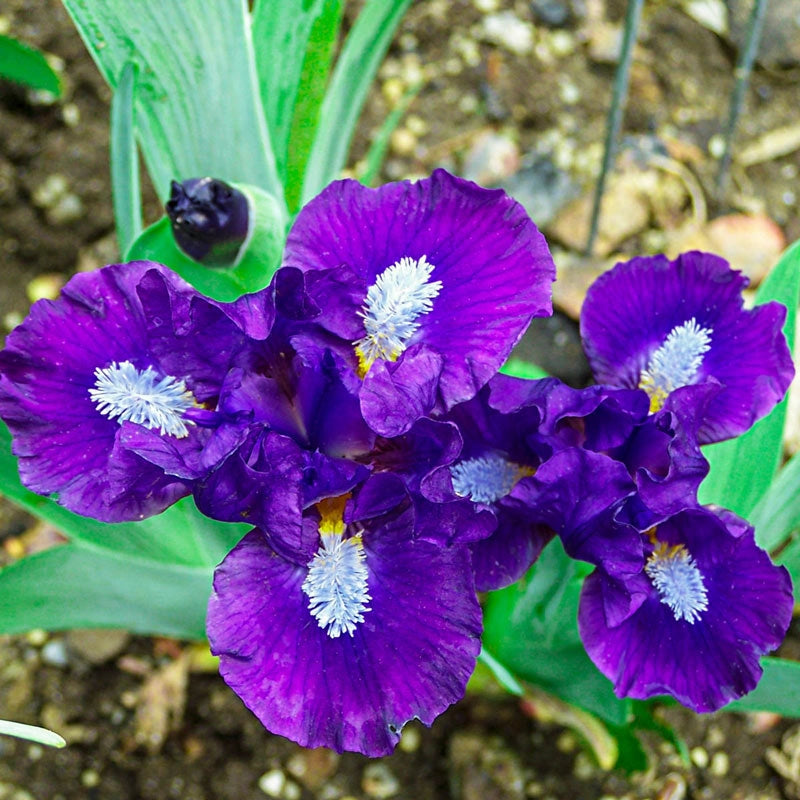Trajectory Miniature Bearded Iris - Shop Irises | Spring Hill Nurseries ...