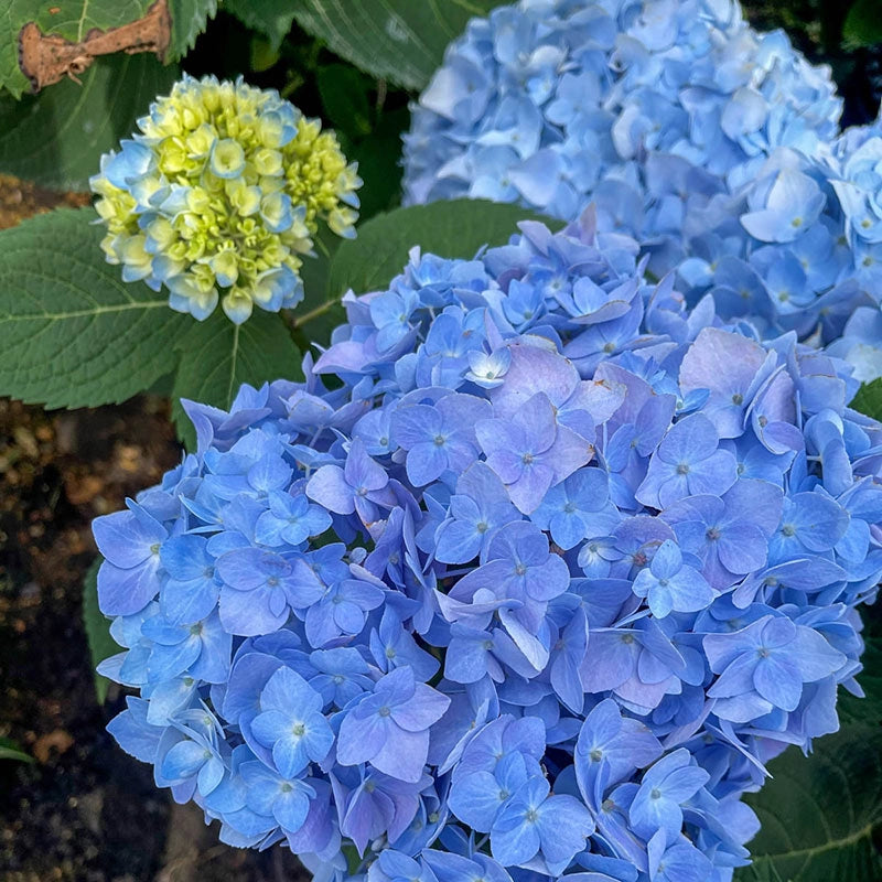 Ibloom Azure Skies Hydrangea | Spring Hill – Spring Hill Nursery