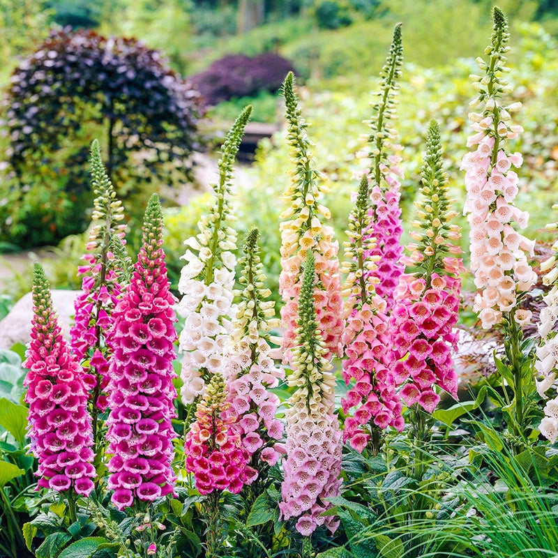 Excelsior Foxglove Mix - Shop Foxglove | Spring Hill Nurseries – Spring ...