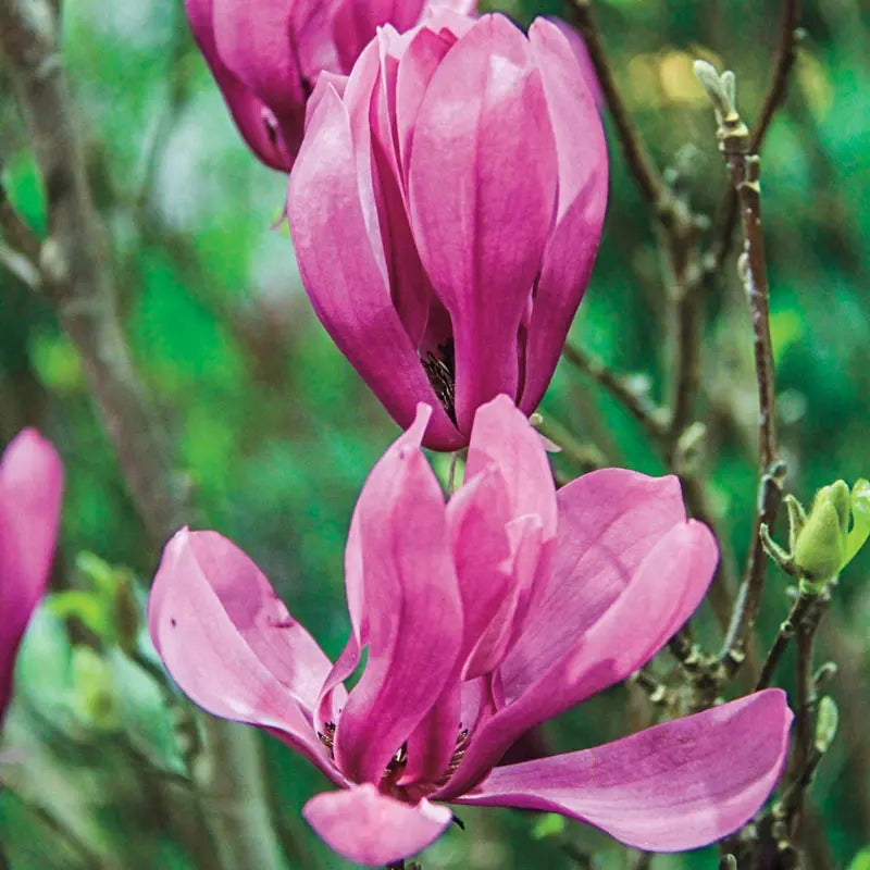 Ann Magnolia - Shop Magnolias | Spring Hill – Spring Hill Nursery