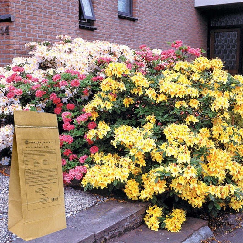 Shrubs Alive! for Trees & Shrubs | Spring Hill Nurseries – Spring Hill ...