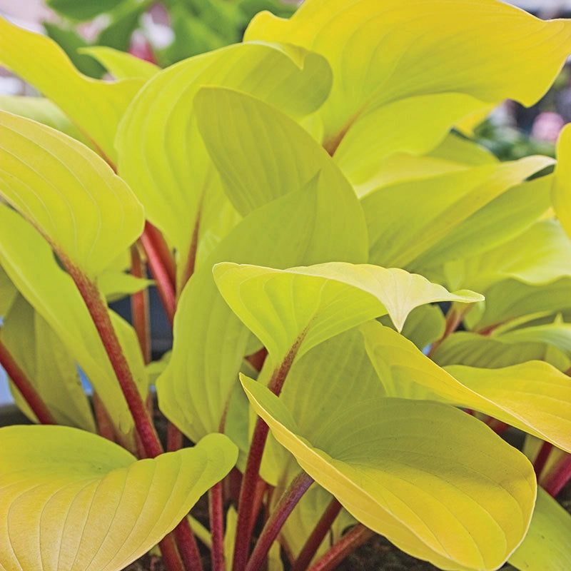 Buy Fire Island Hosta at Spring Hill Nursery