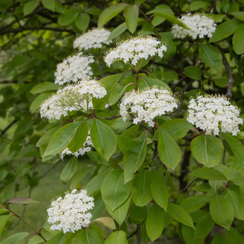 Nannyberry Viburnum - Shop Shrubs | Spring Hill Nursery
