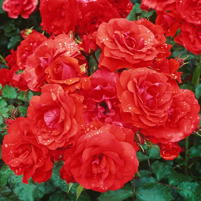 Trumpeter Red Floribunda Rose | Shop Roses| Spring Hill – Spring Hill ...