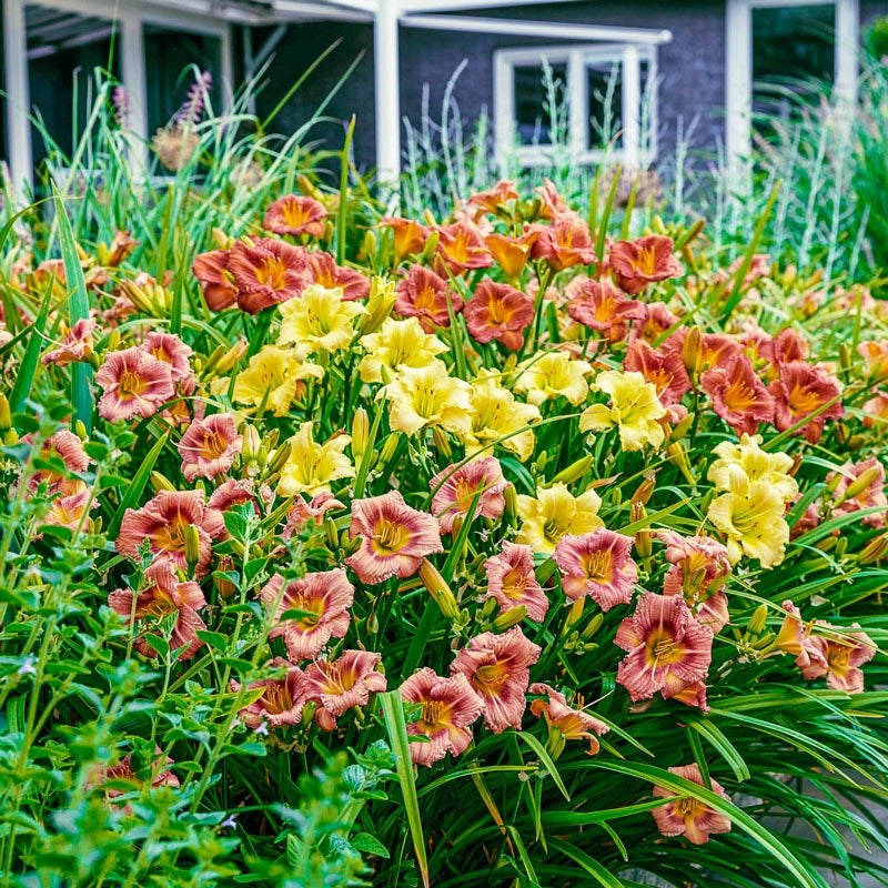 Our Choice Jumbo Daylily Collection | Spring Hill – Spring Hill Nursery