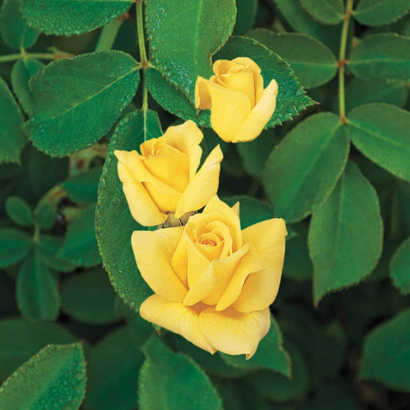 Oregold Hybrid Tea Rose | Shop Fortuniana Roses| Spring Hill – Spring ...