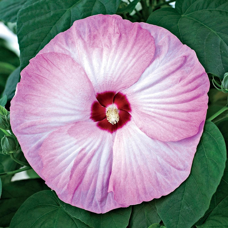 Luna Pink Swirl Hibiscus - Shop Hibiscus | Spring Hill – Spring Hill ...