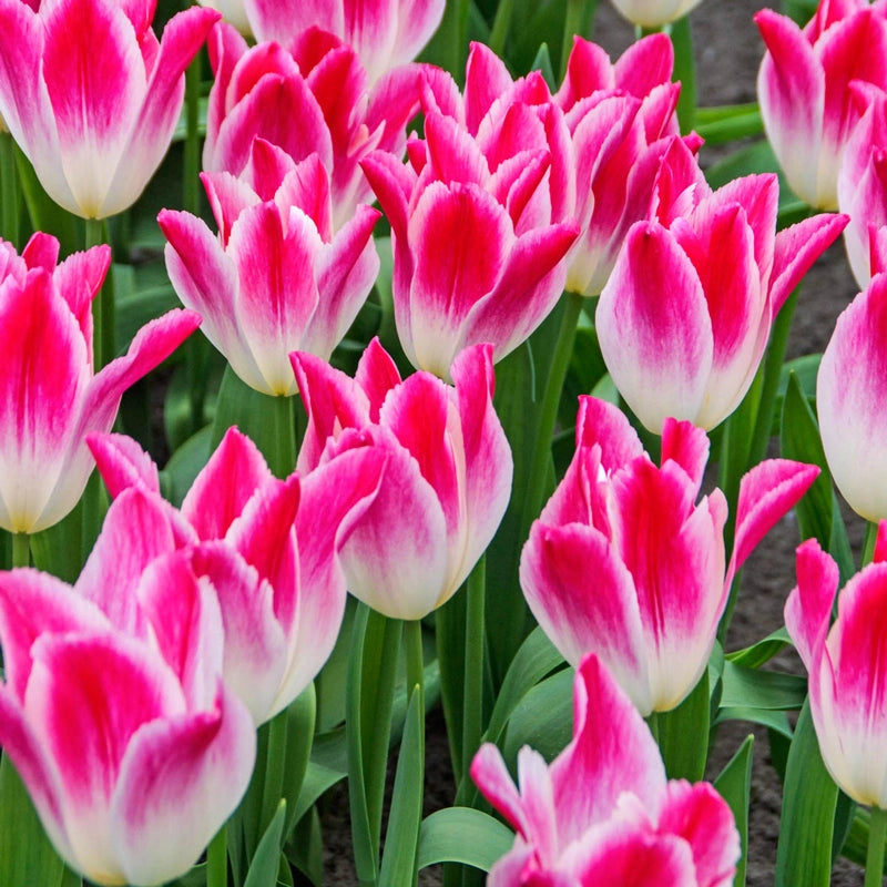 Triumph Tulip Whispering Dream - Shop Tulips | Spring Hill – Spring ...