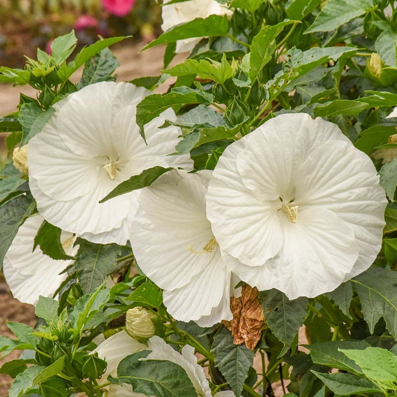 Marshmallow Moon Hibiscus – Spring Hill Nursery