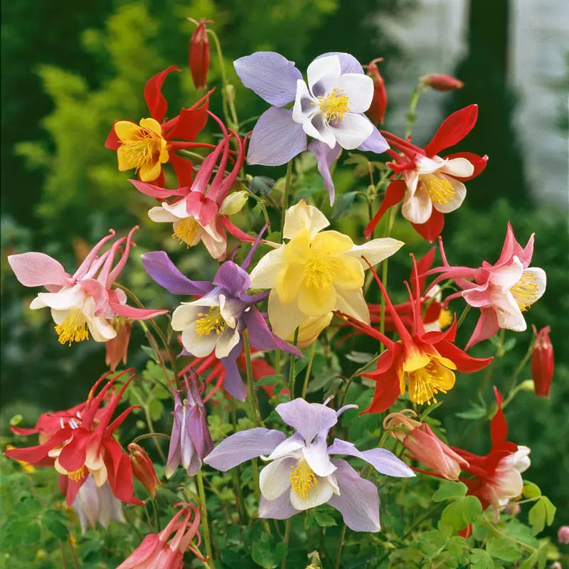 McKana's Giant Columbine - Shop Columbine | Spring Hill – Spring Hill ...