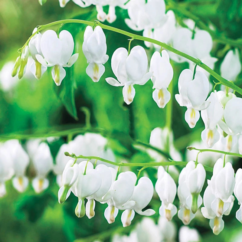 White Bleeding Heart Flower Dicentra Spectabilis Alba Bleeding Heart