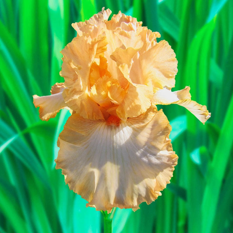 Apricot Kerfuffle Kickstart Iris - Shop Irises | Spring Hill – Spring Hill Nursery