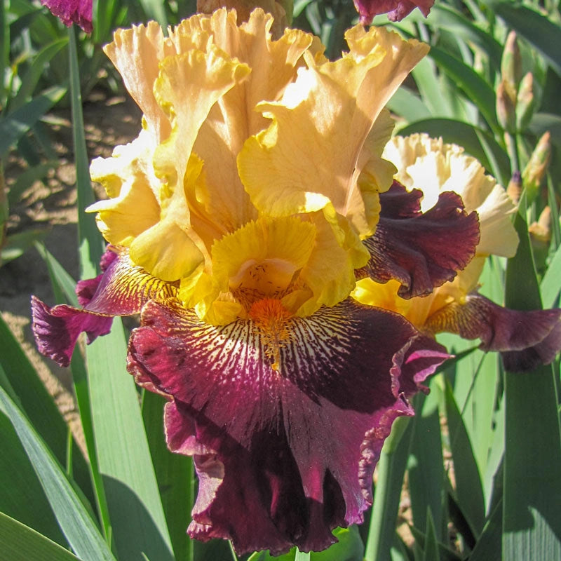 Burgundy Bohemian Reblooming Iris - Shop Irises | Spring Hill – Spring Hill Nursery