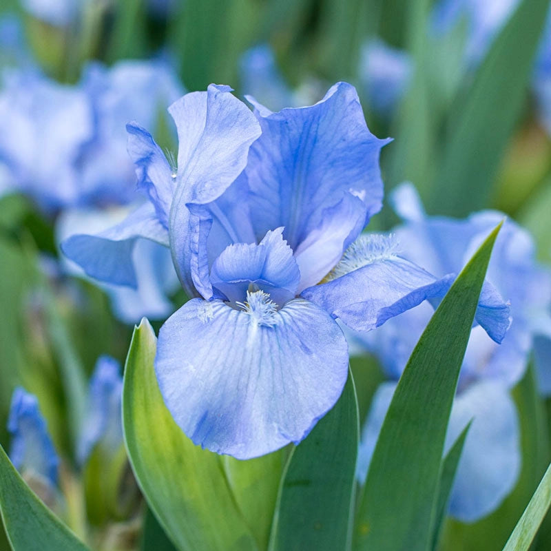 Forever Blue Reblooming Iris - Shop Irises | Spring Hill – Spring Hill ...