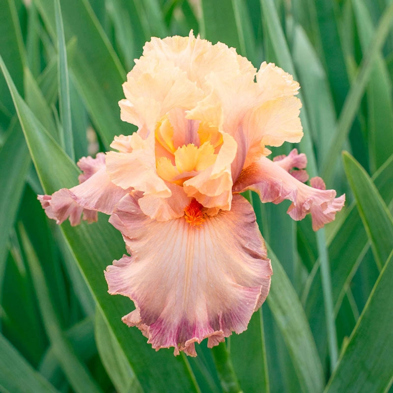 Poster Girl Apricot Iris - Shop Irises | Spring Hill – Spring Hill Nursery
