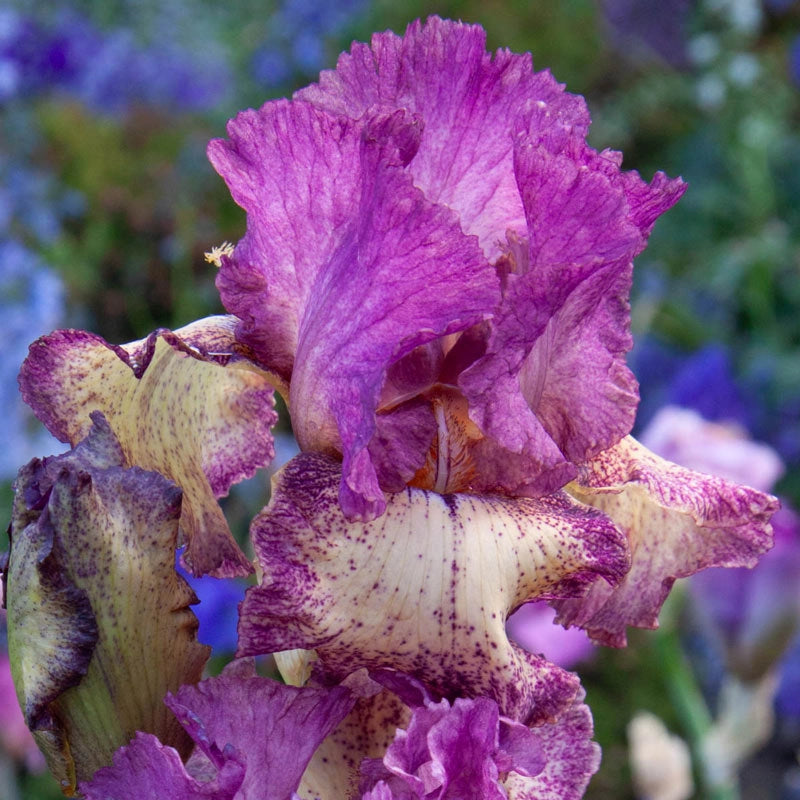 Rock Star Kickstart Iris - Shop Irises | Spring Hill – Spring Hill Nursery