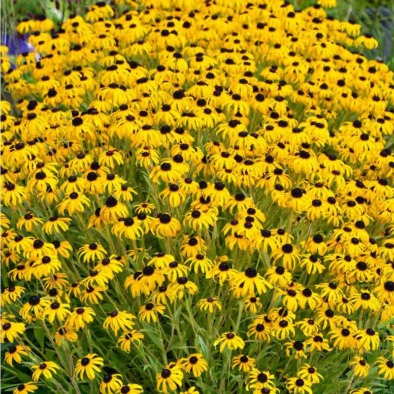 American Gold Rush Black-Eyed Susan – Spring Hill Nursery