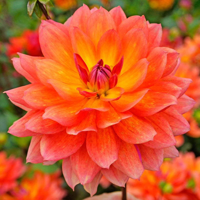 Firepot Dahlia – Spring Hill Nursery