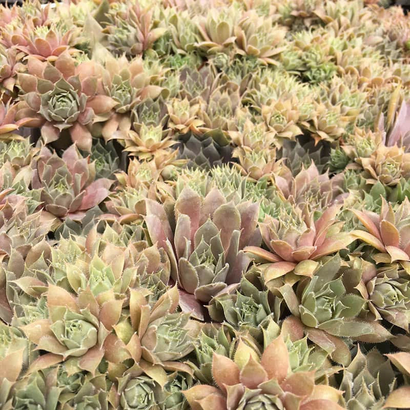 Silverine Hens & Chicks - Shop Succulents | Spring Hill – Spring Hill ...