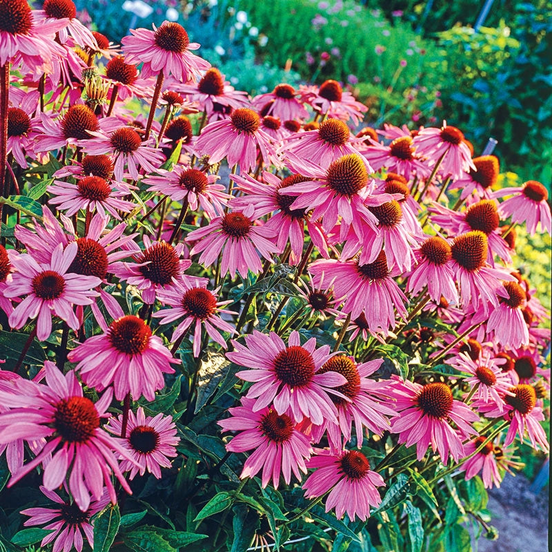 Coneflower Purple Magnus – Spring Hill Nursery
