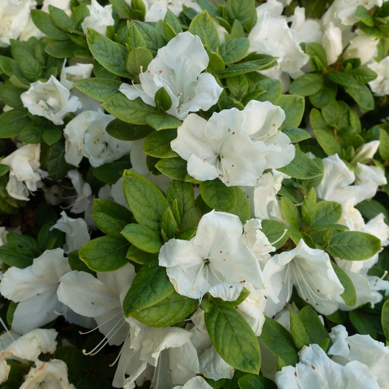 Azalea Girard Pleasant White | Spring Hill Nurseries – Spring Hill Nursery