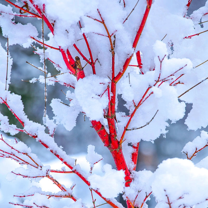 Coral Bark Japanese Maple – Spring Hill Nursery