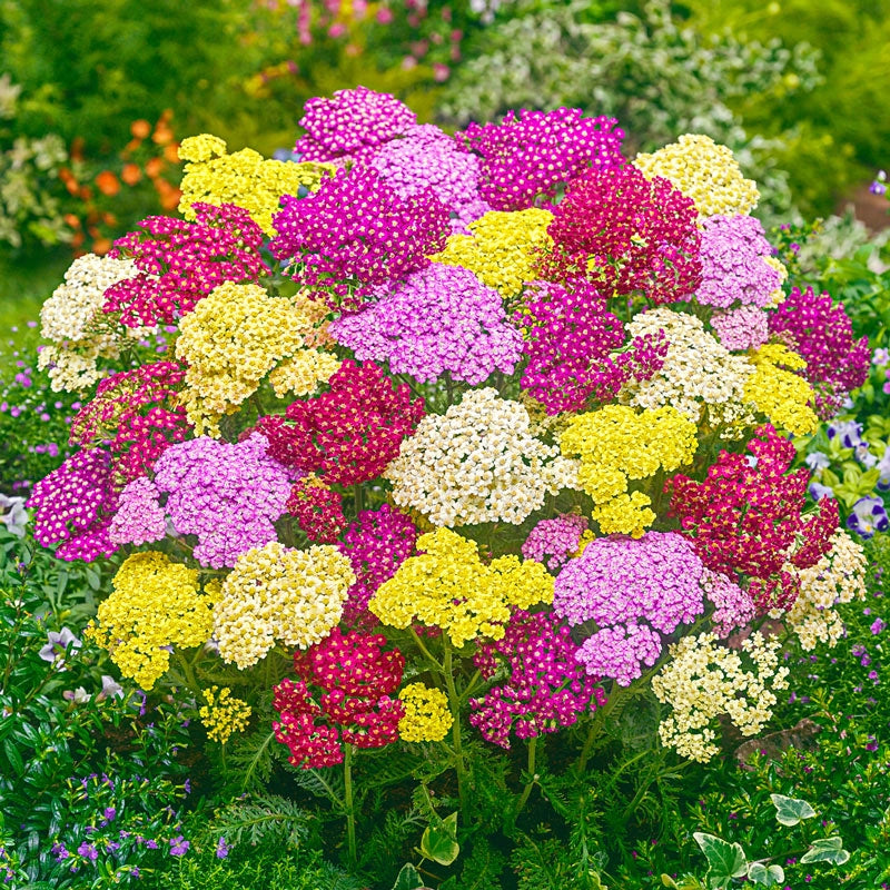 Summer Pastels Yarrow – Spring Hill Nursery