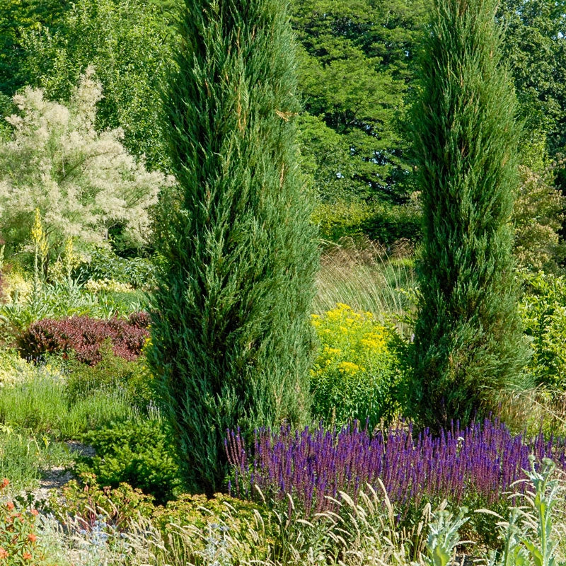 Skurried - Định nghĩa, Cách Sử Dụng và Bài Tập Thực Hành