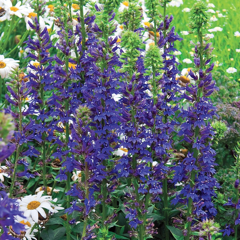 Blue Cardinal Flower – Spring Hill Nursery