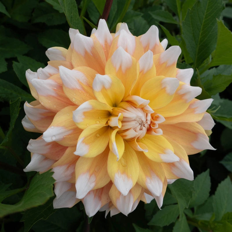 Seattle Dahlia – Spring Hill Nursery