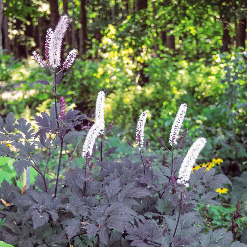 Hillside Black Beauty Cimicifuga – Spring Hill Nursery