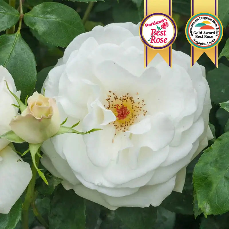 Sugar Moon Hybrid Tea Rose | Shop Roses | Spring Hill – Spring Hill Nursery