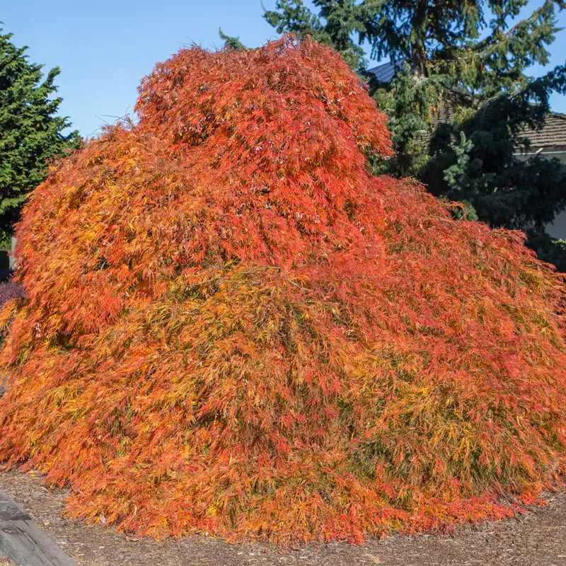 Viridis Laceleaf Maple Japanese – Spring Hill Nursery