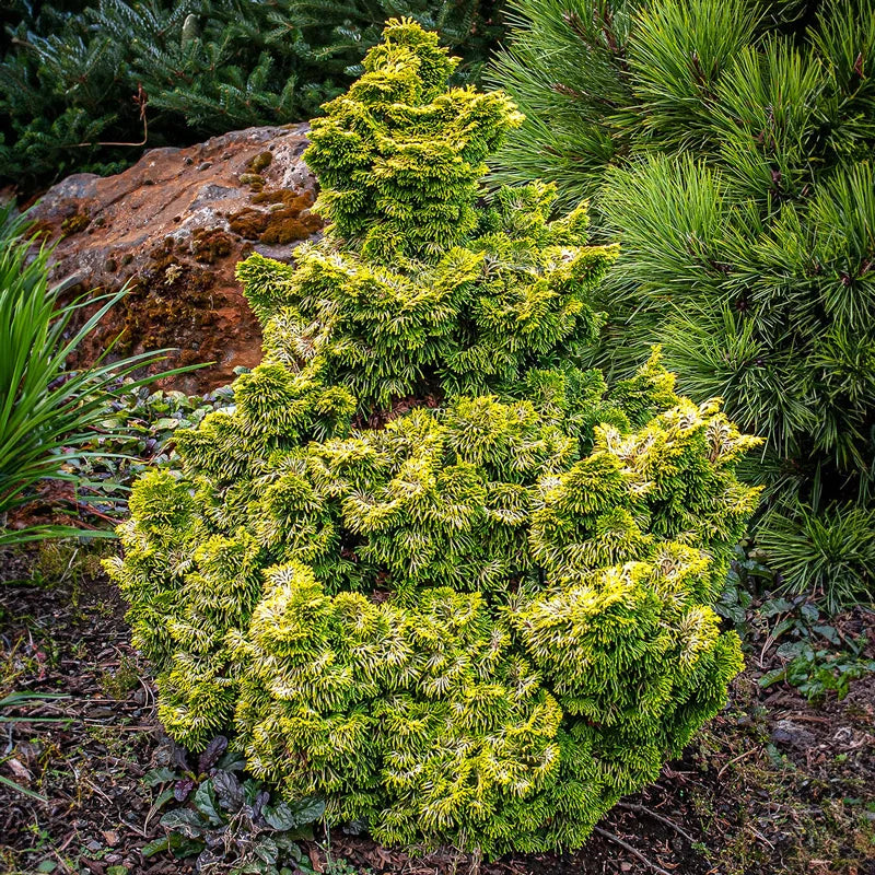 Golden Dwarf Hinoki Cypress – Spring Hill Nursery