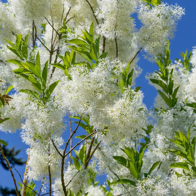 Tokyo Tower White Fringe Tree – Spring Hill Nursery