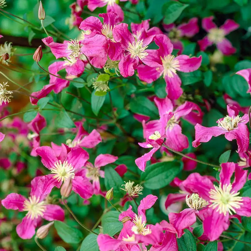 Clematis Inspiration – Spring Hill Nursery