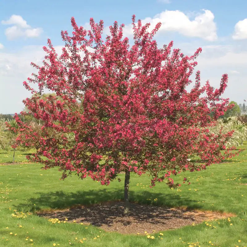 Perfect Purple Crabapple – Spring Hill Nursery
