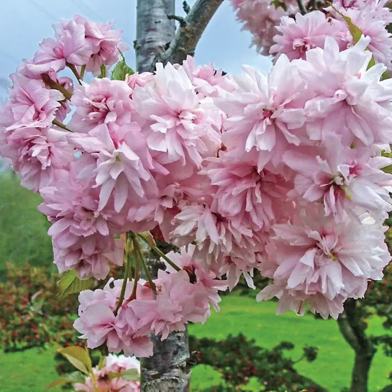 Pink Weeping Cherry Tree Japanese Cherry Blossom (Prunus Serrulata)