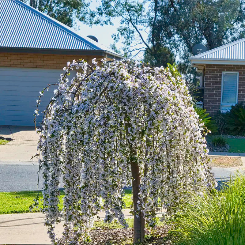 Weeping Cherry Snow White Weeping White Cherry – Impressive Plants