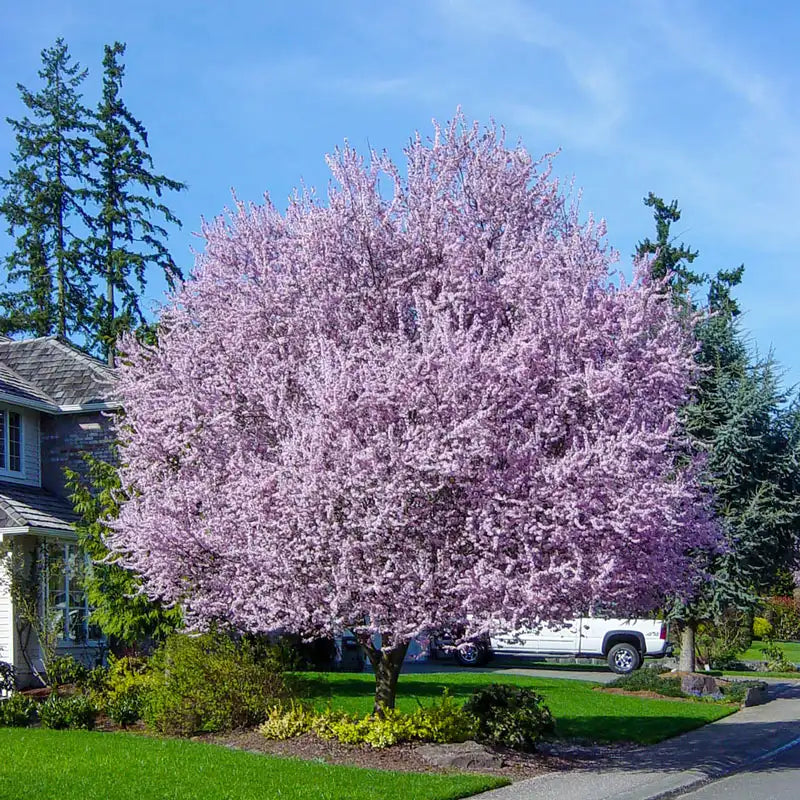 Thundercloud Ornamental Plum Tree – Spring Hill Nursery