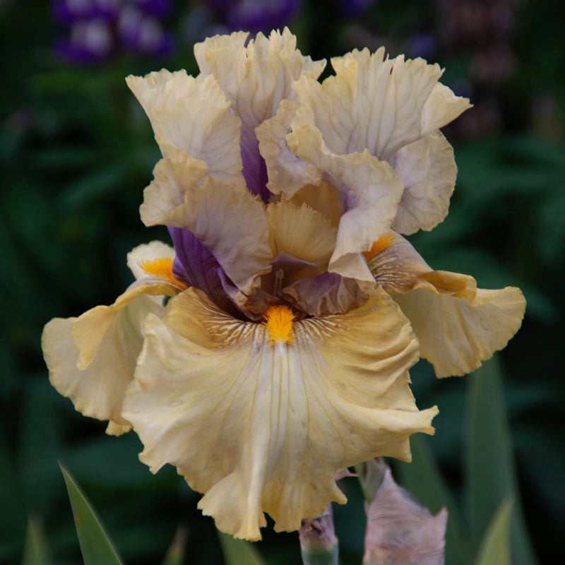 Secret Rites Bearded Iris – Spring Hill Nursery