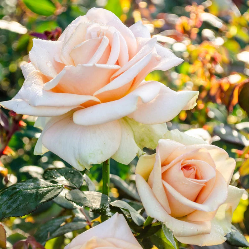 Marilyn Monroe™ Hybrid Tea Rose – Spring Hill Nursery