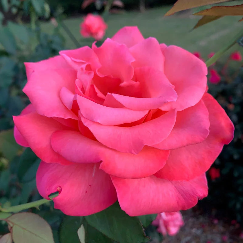 Touch of Class™ Hybrid Tea Rose – Spring Hill Nursery