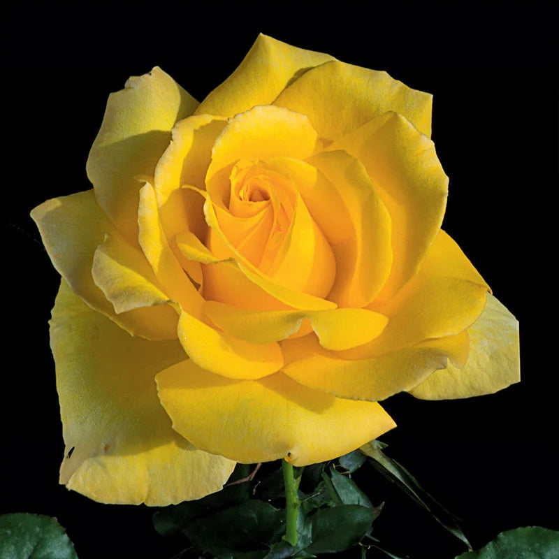 Hotel California™ Hybrid Tea Rose – Spring Hill Nursery