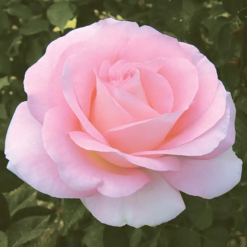 Falling In Love™ Ht Rose – Spring Hill Nursery
