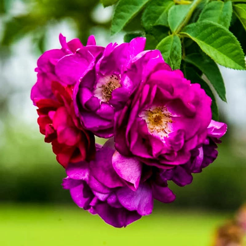 Stormy Weather Climbing Rose – Roses | Spring Hill Nurseries – Spring ...