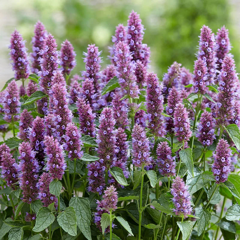 Beelicious® Purple Hummingbird Mint – Spring Hill Nursery